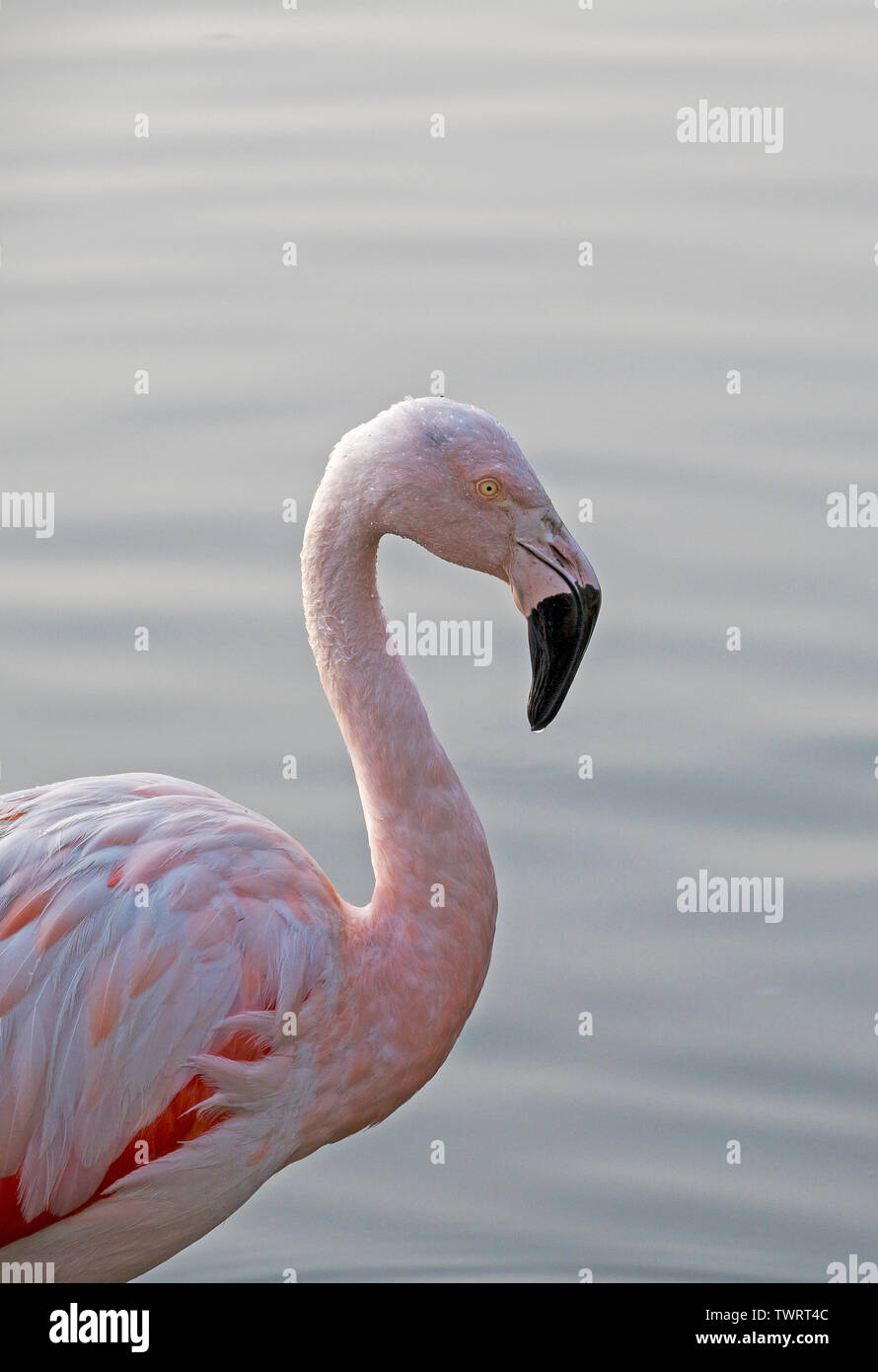 Andean flamingo, (Phoenicoparrus andinus), (Captive), Santiago, Chile ...