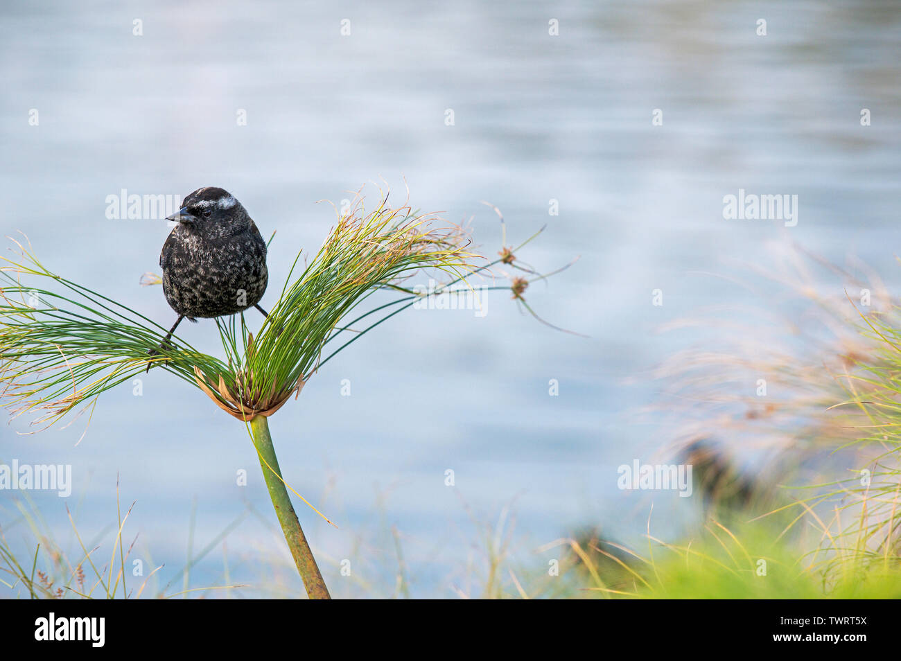 Yellow-winged blackbird, (Agelasticus thilius), Santiago, Chile Stock ...