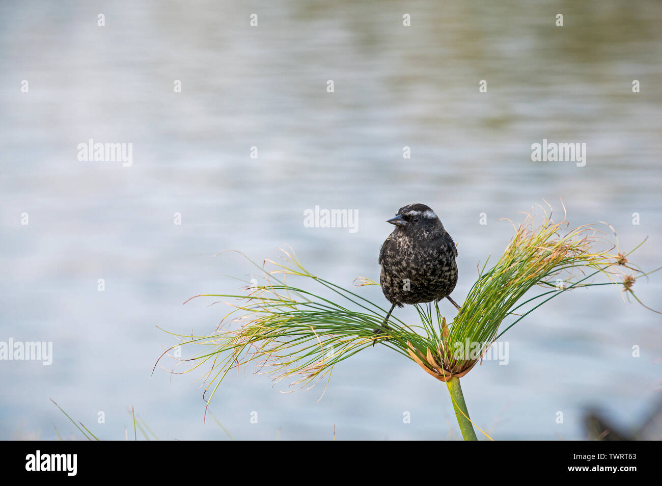 Agelasticus hi-res stock photography and images - Alamy