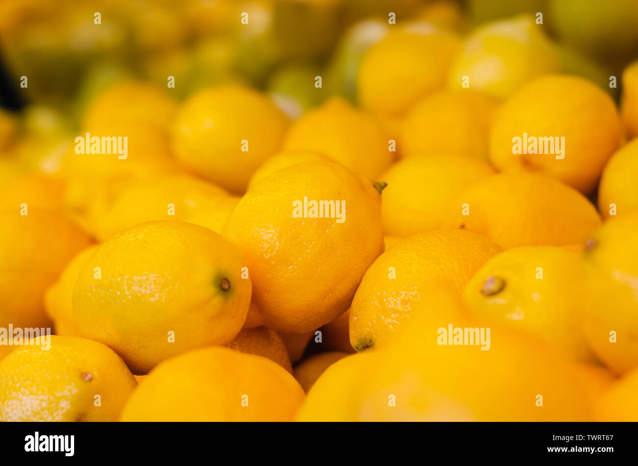 Citrus limon, the lemon tree, is a small perennial fruit tree. Its ...