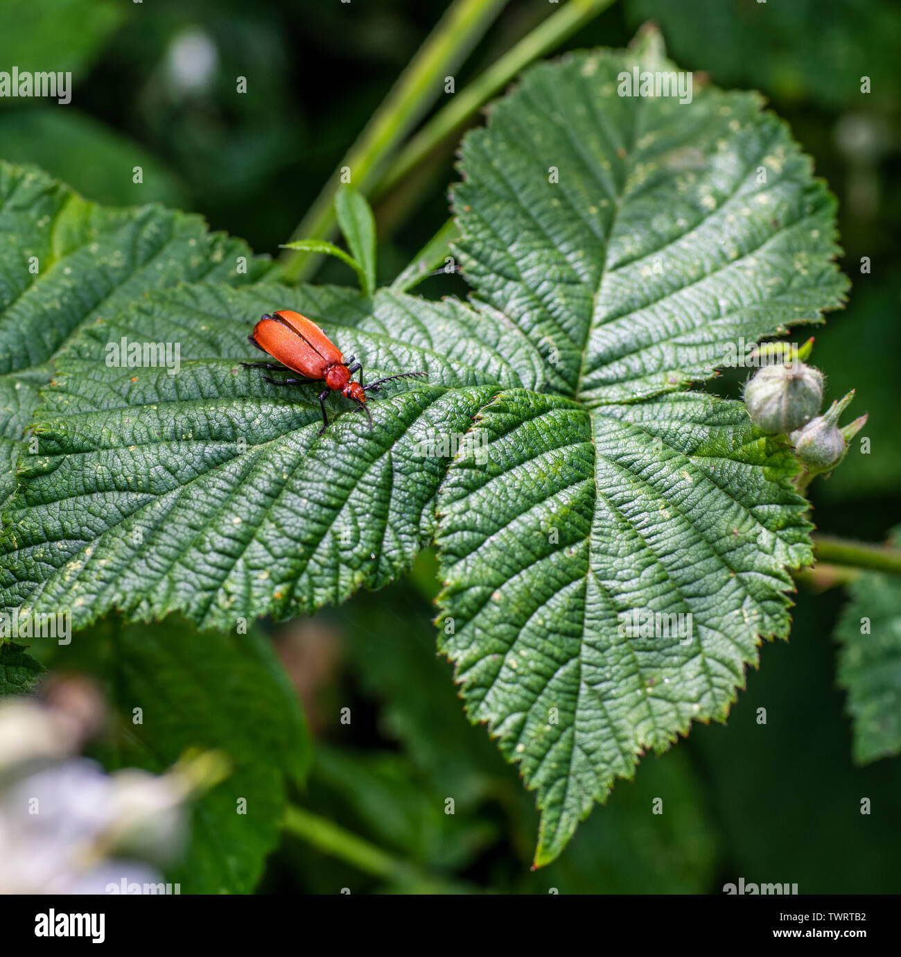 Shiny dark red beetle hi-res stock photography and images - Alamy