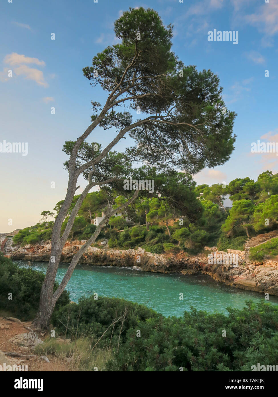 Aleppo Pines conifer Spanish trees, endemic to Balearic islands Stock ...