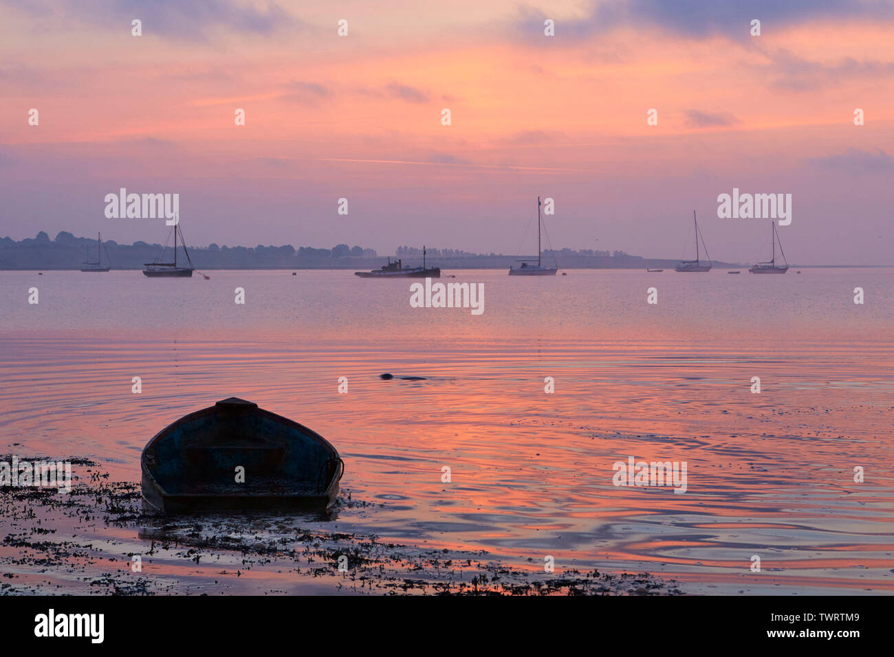 Swale estuary, Kent, UK 23rd June 2019: UK Weather. A seal hunts at ...