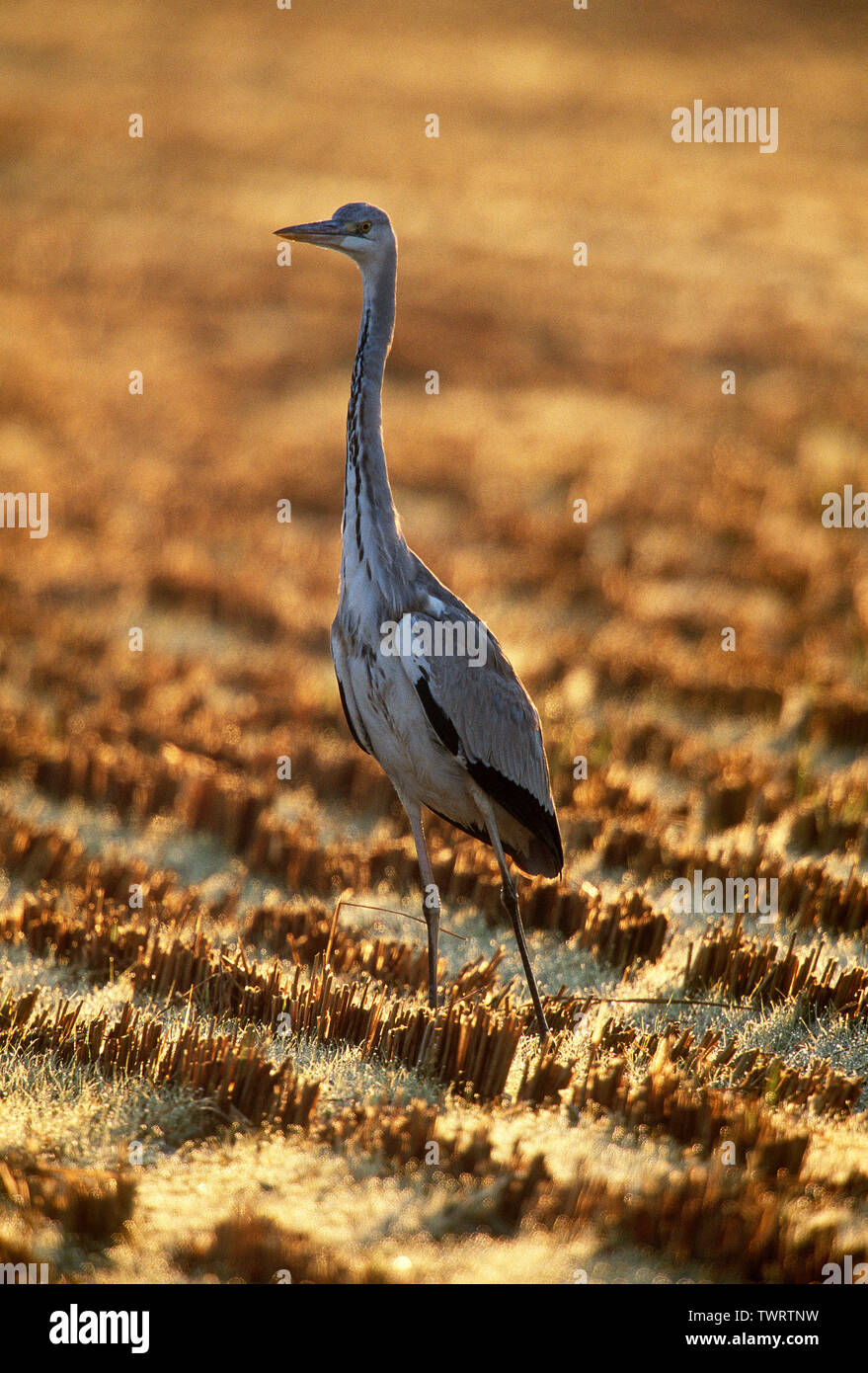 Heroin bird hi-res stock photography and images - Alamy