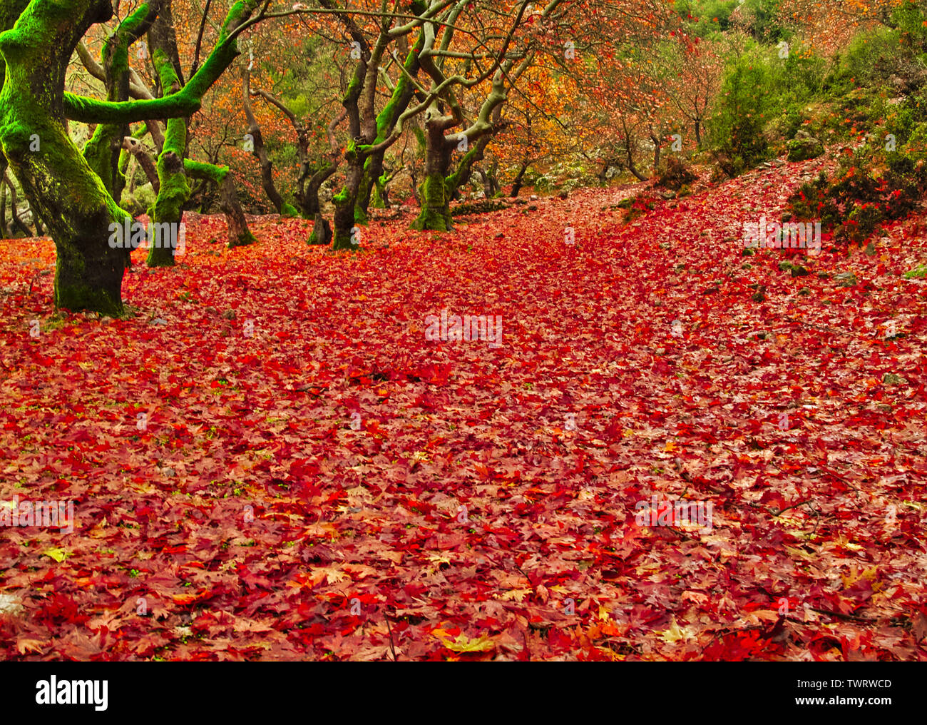 Planitero greece hi-res stock photography and images - Alamy