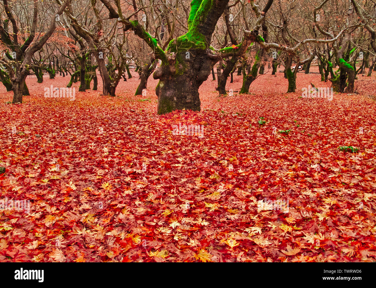 Sycamore (plane tree) forest in autumn, land covered with leaves ...