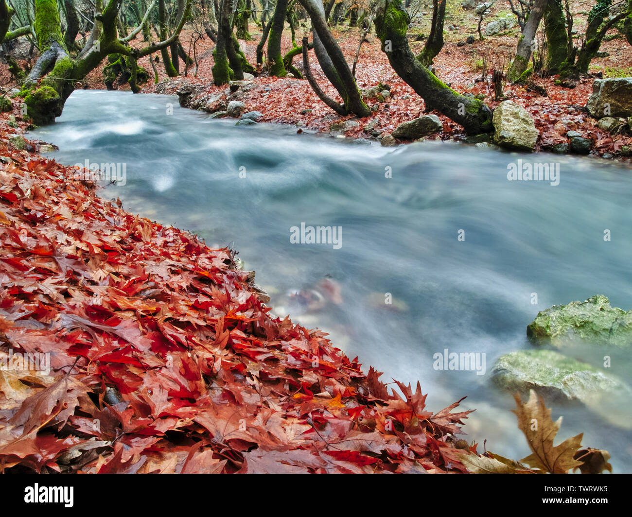 Beautiful stream water flow in autumn planetree sycamore forest in ...