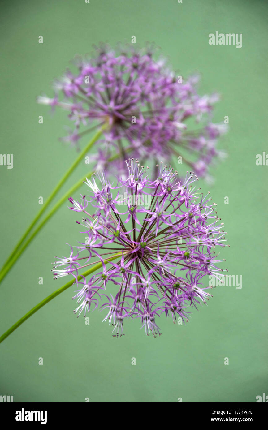 Wild garlic blossoms on a green background Stock Photo - Alamy