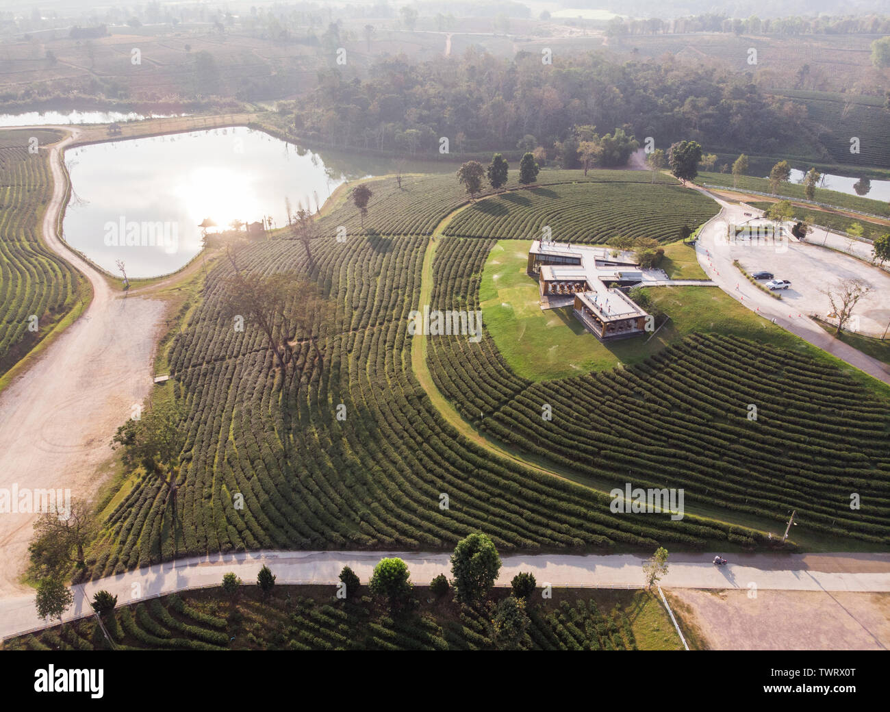 Aerial view of a tea garden hi-res stock photography and images - Alamy
