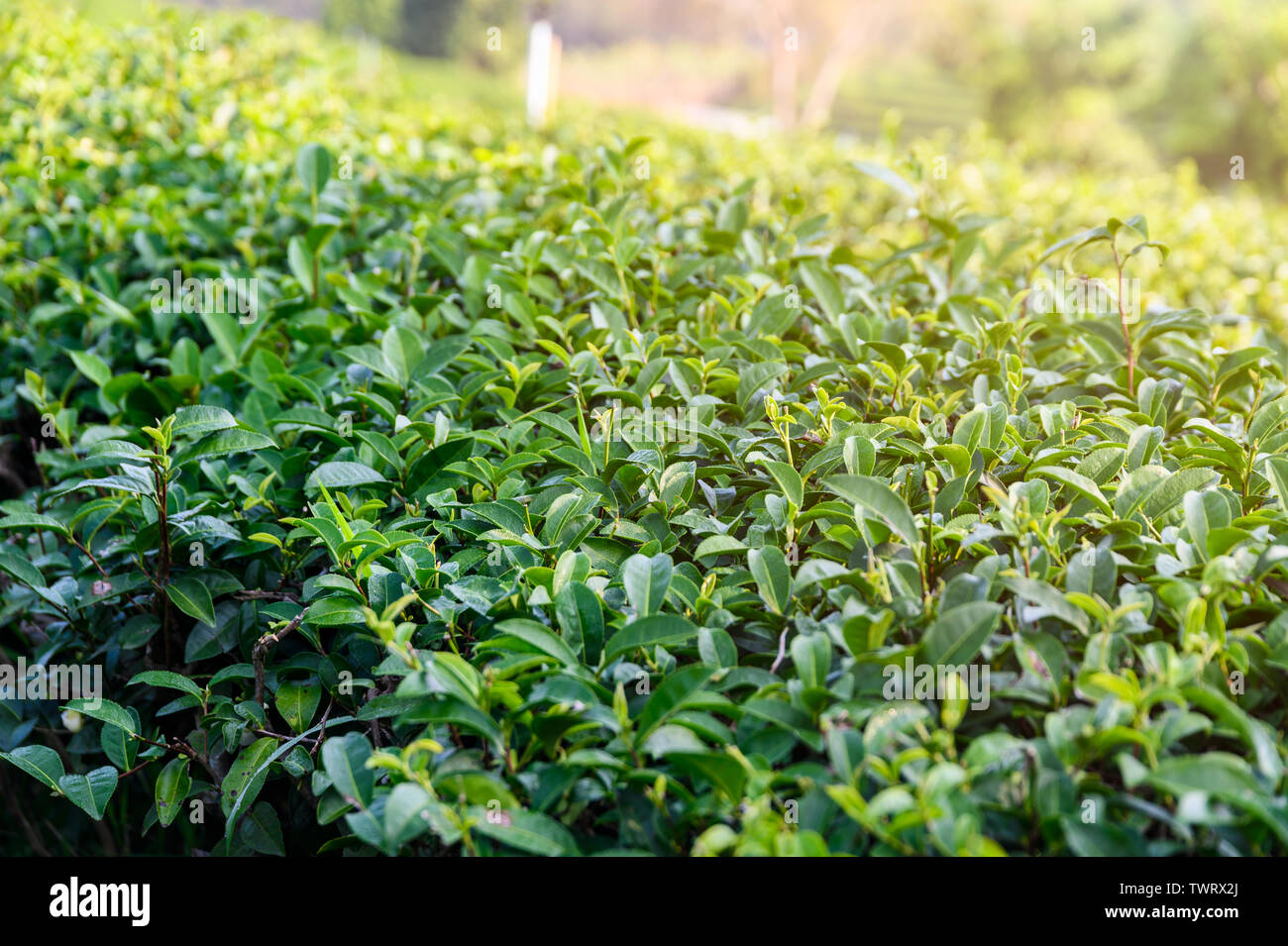Green tea bush growing in plantation with sunlight Stock Photo - Alamy
