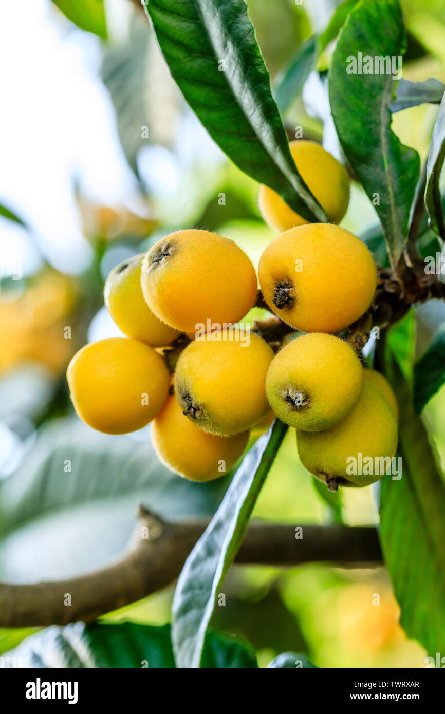 Ripe fruit loquat on tree in the orchard Stock Photo - Alamy