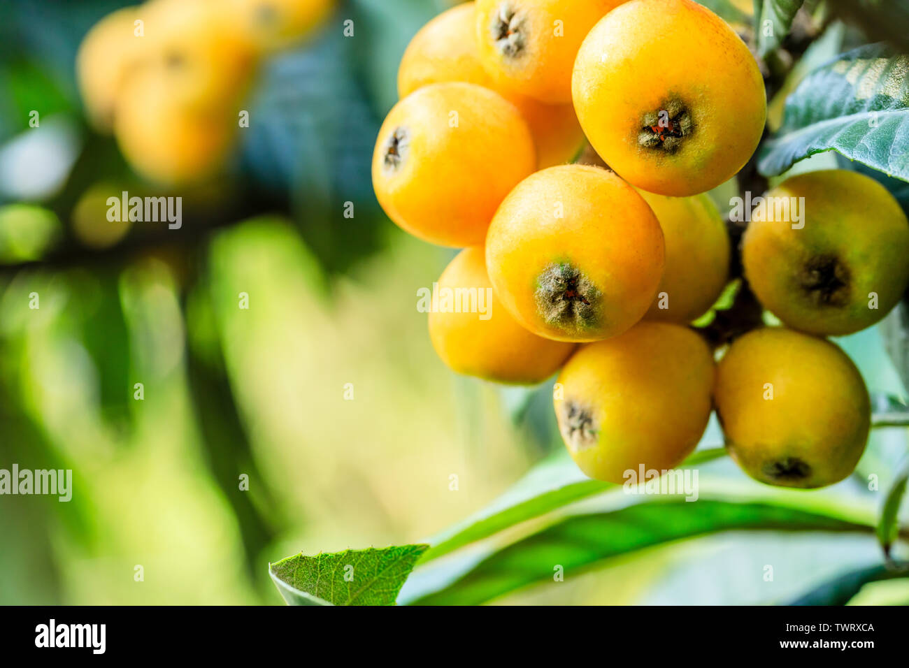 Orchard green hi-res stock photography and images - Alamy