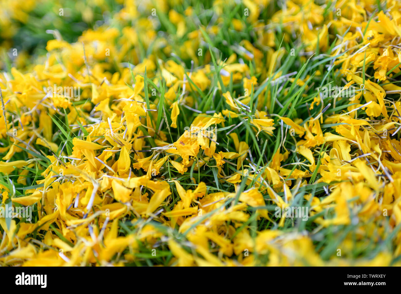 Sprinkling pattern hi-res stock photography and images - Alamy