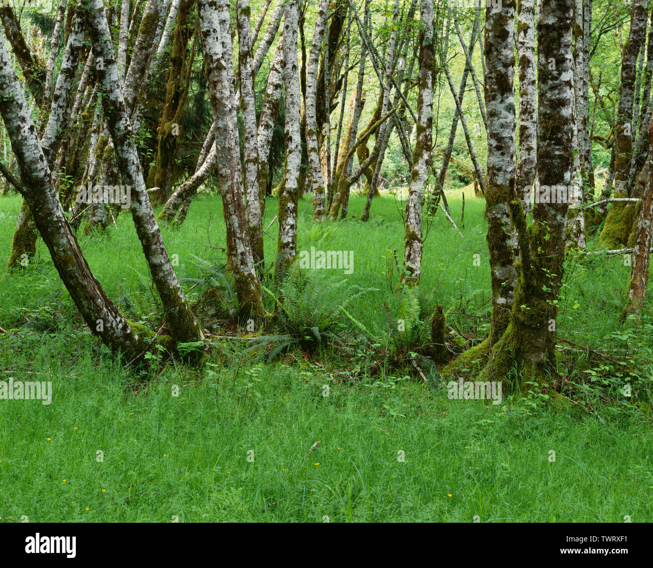 USA, Washington, Olympic National Park, Spring growth of red alder ...