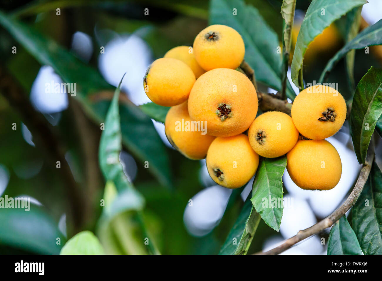 Ripe fruit loquat on tree in the orchard Stock Photo - Alamy