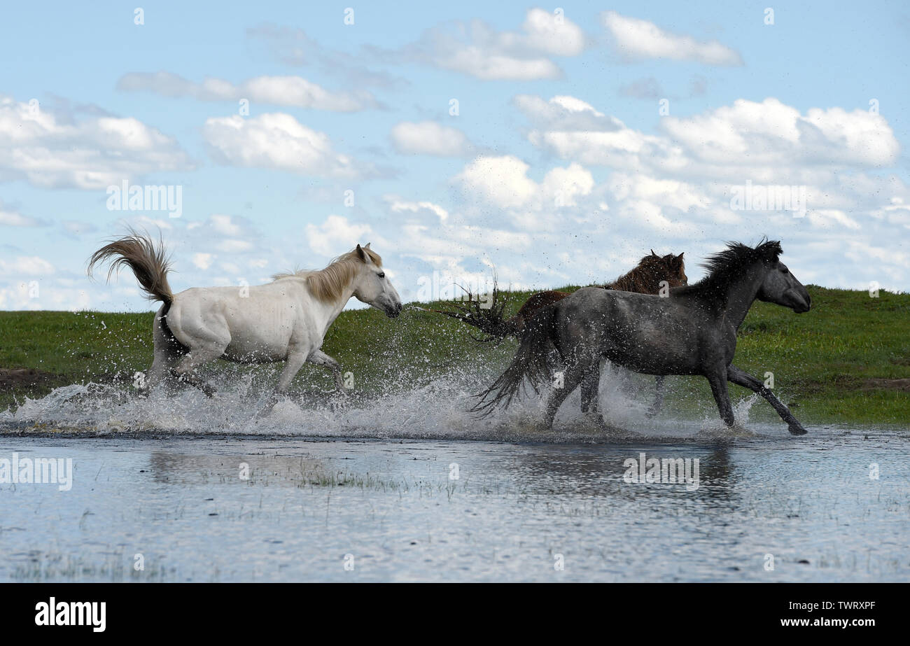 Hequ horse hi-res stock photography and images - Alamy