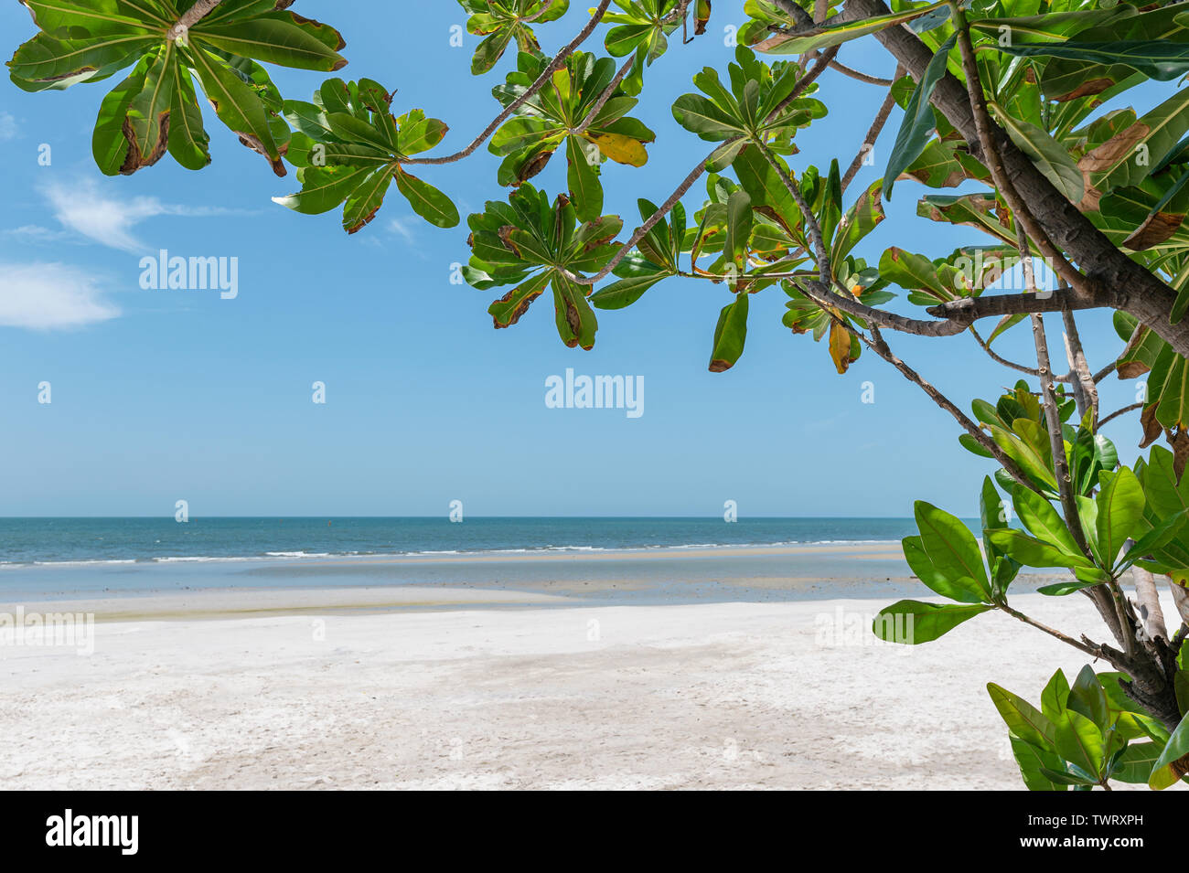 Green leaf covered on the beach in tropical sea background Stock Photo ...