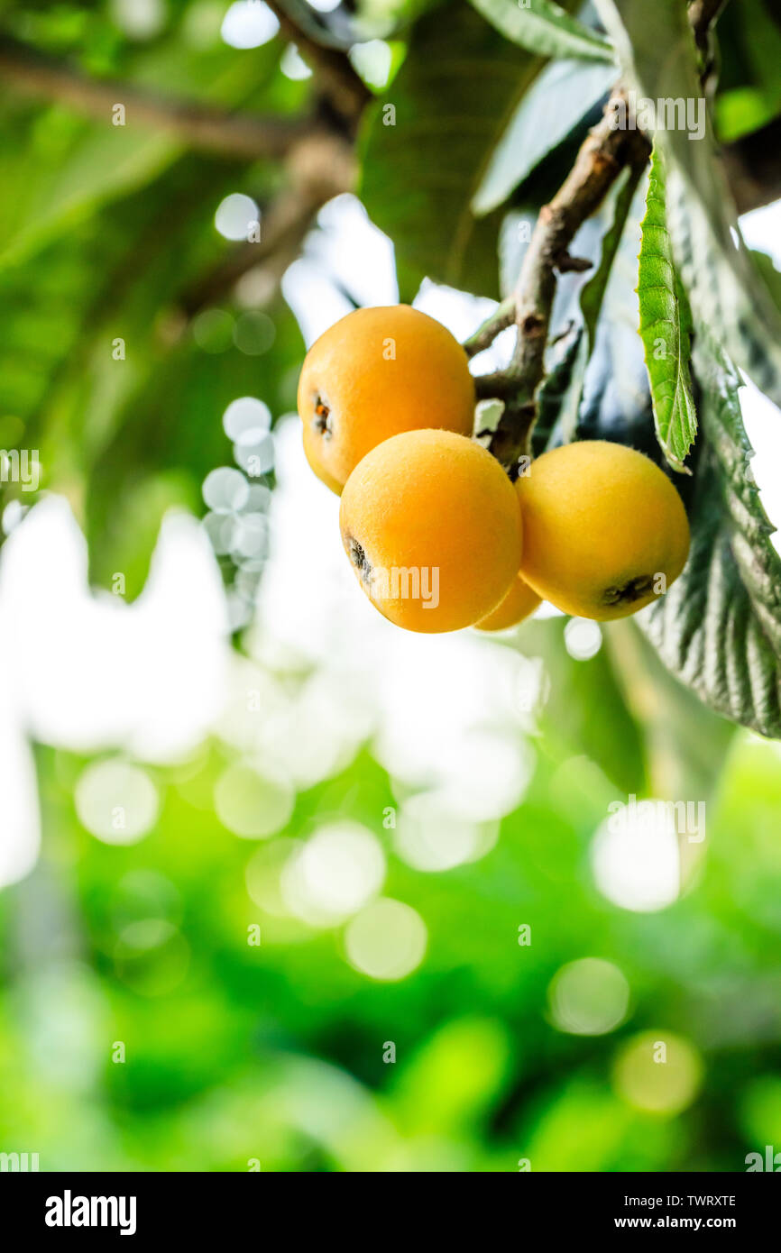 Ripe fruit loquat on tree in the orchard Stock Photo - Alamy