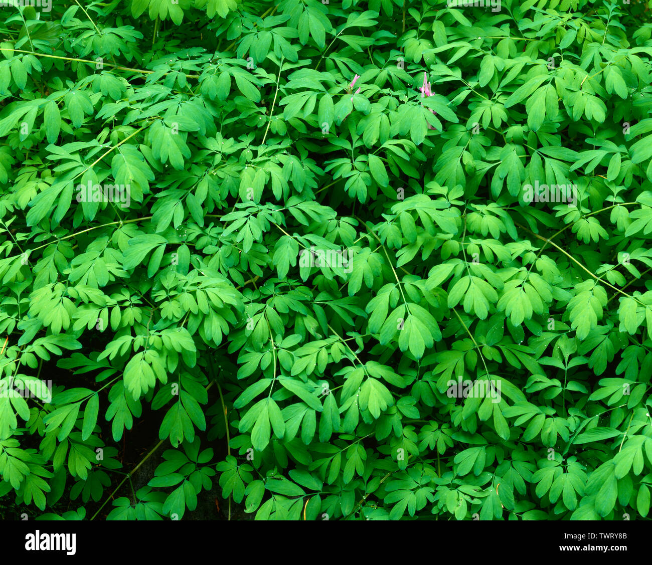 Sol Duc Valley High Resolution Stock Photography and Images - Alamy