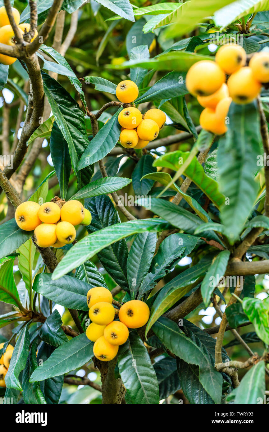 Ripe fruit loquat on tree in the garden Stock Photo - Alamy
