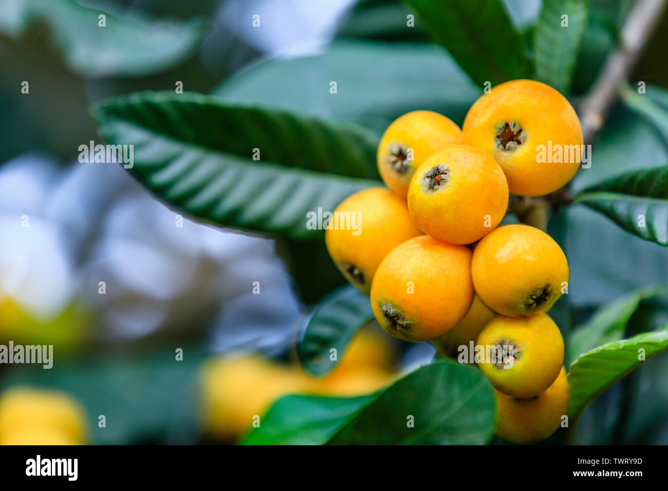 Ripe fruit loquat on tree in the garden Stock Photo - Alamy