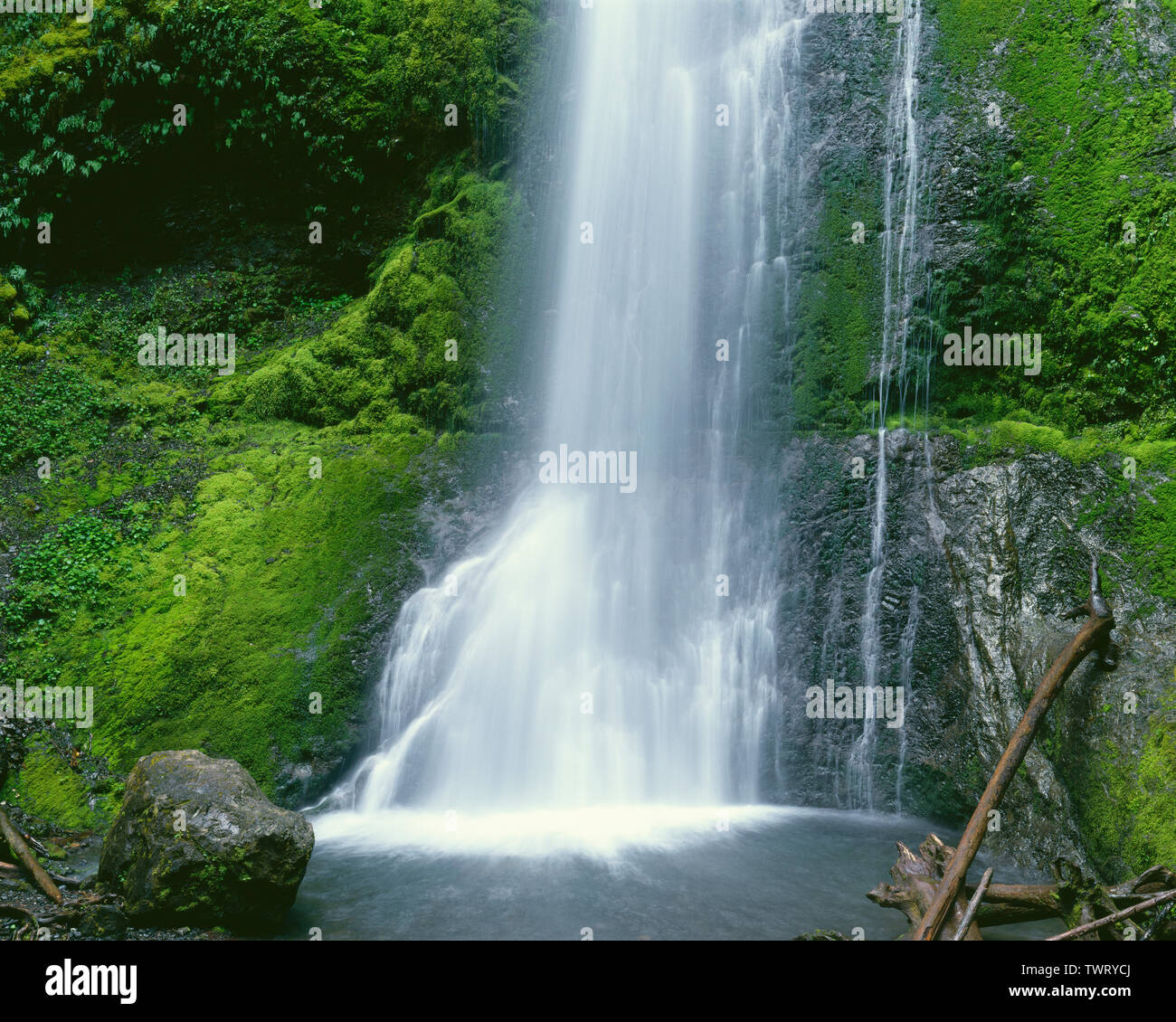 USA, Washington, Olympic National Park, Marymere Falls and lush, moss ...