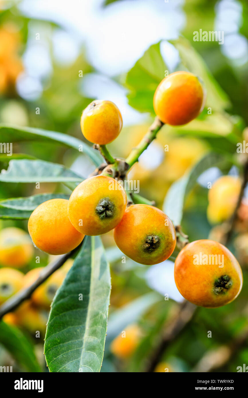 Orchard green hi-res stock photography and images - Alamy