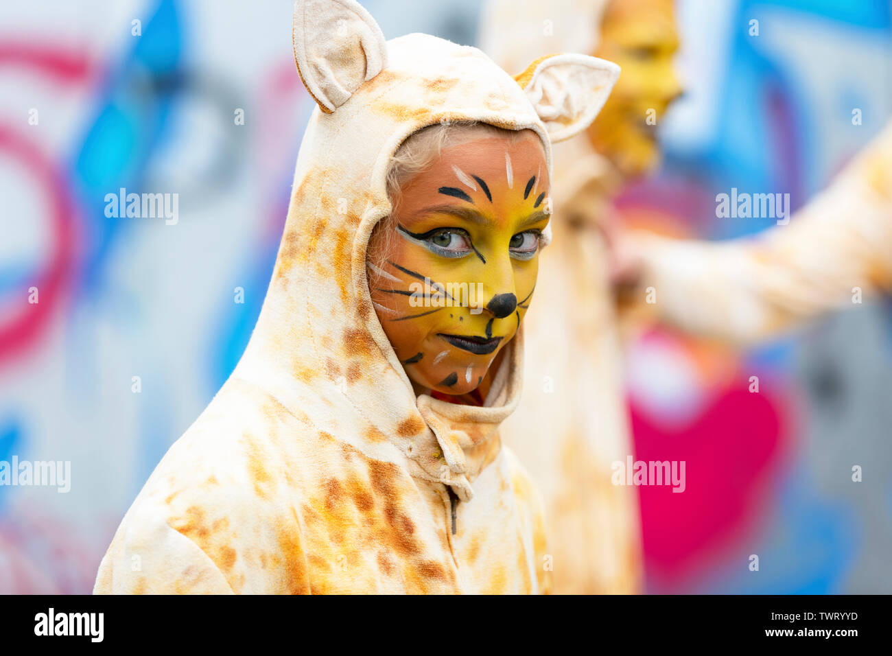 Cat festival in Ieper, Belgium Stock Photo - Alamy