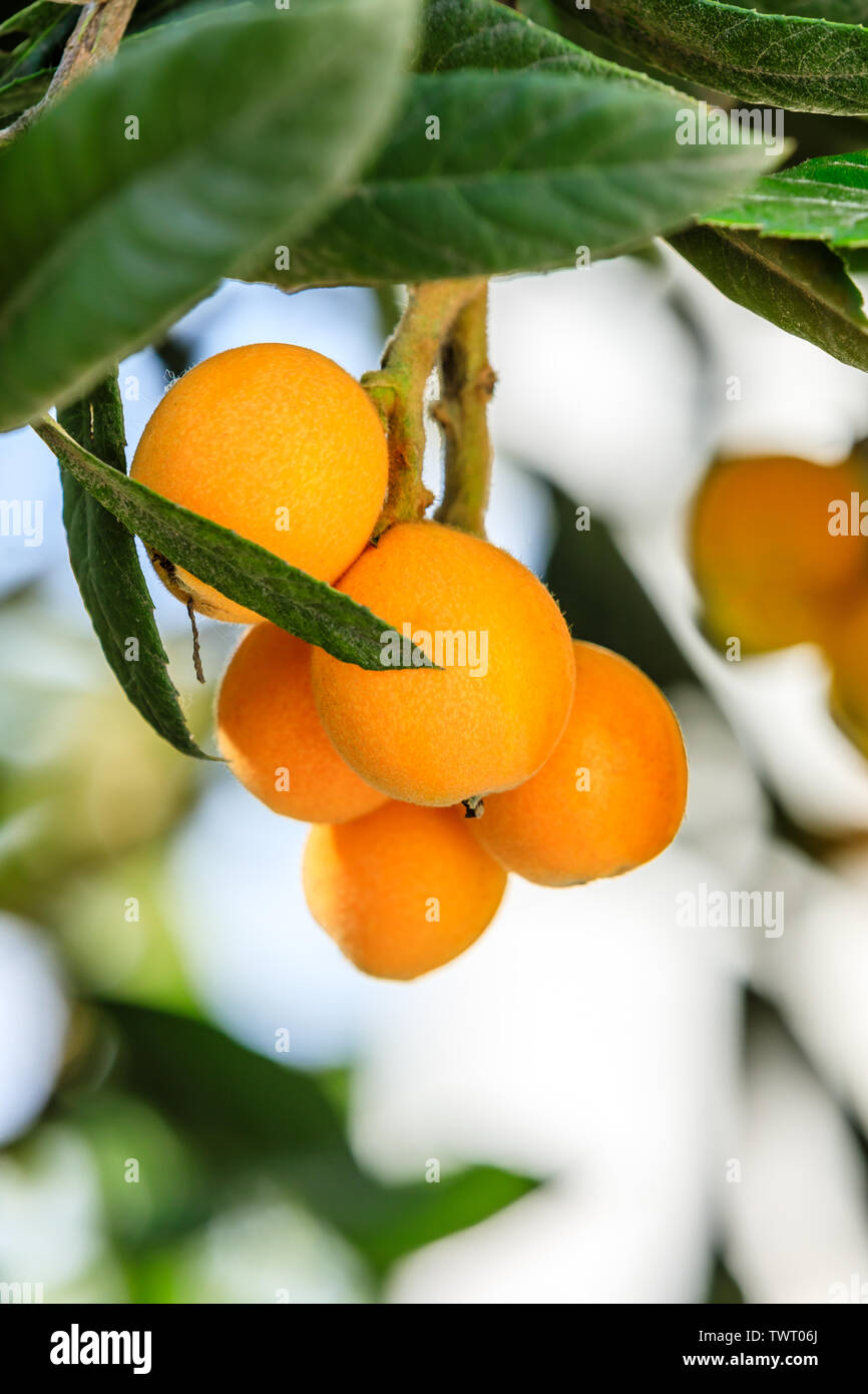 Ripe fruit loquat on tree in the orchard Stock Photo - Alamy