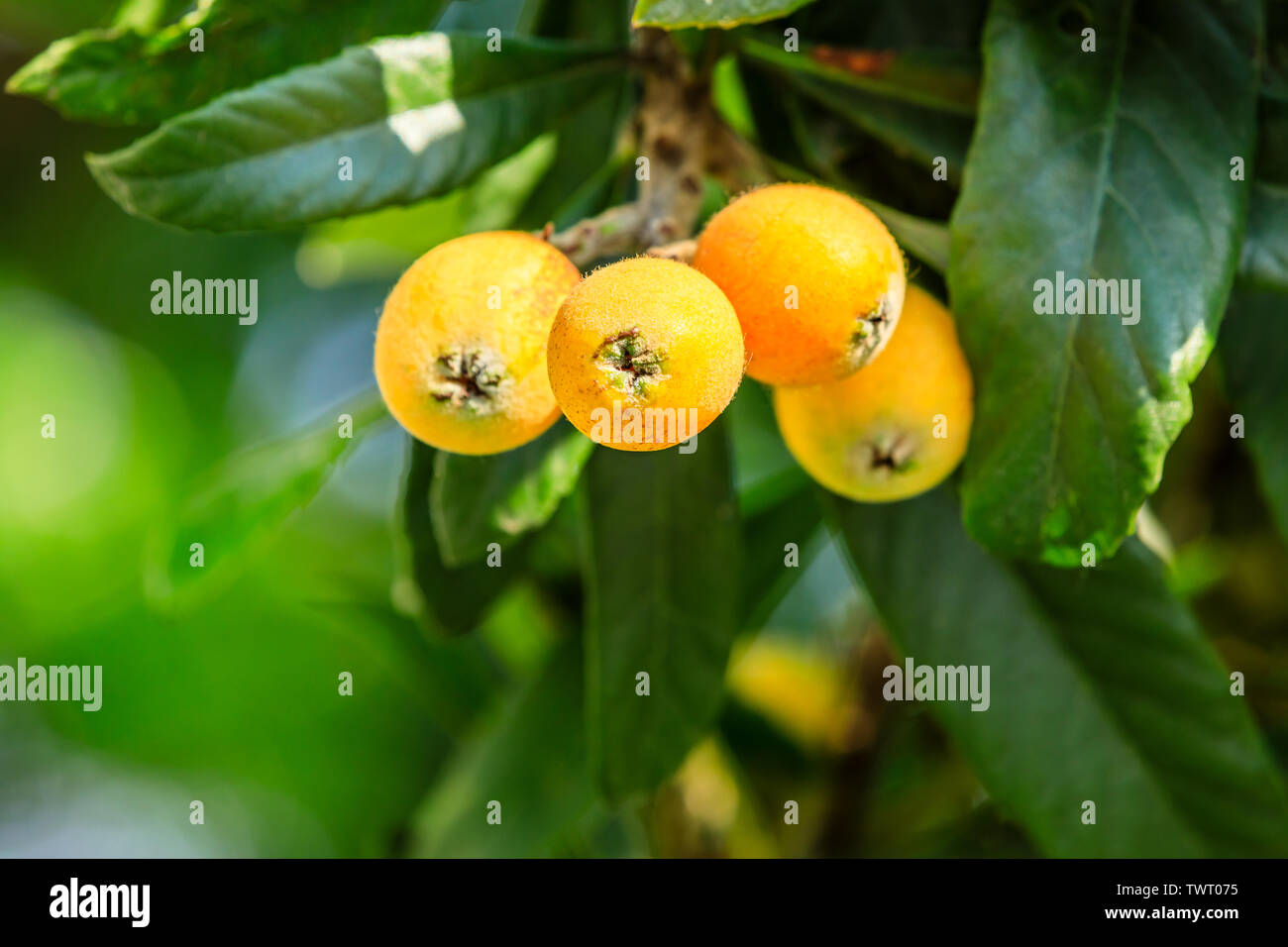 Orchard green hi-res stock photography and images - Alamy