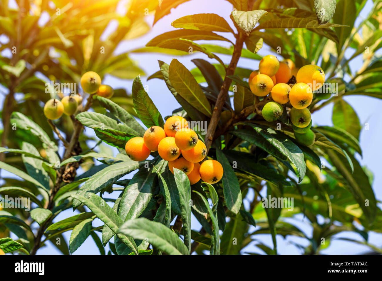 Ripe fruit loquat on tree in the garden Stock Photo - Alamy
