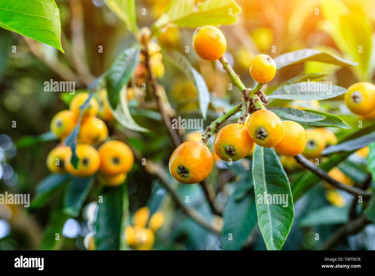 Loquat tree hi-res stock photography and images - Alamy