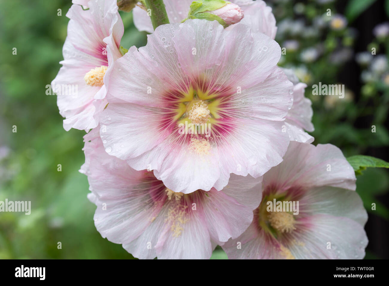 Alcea hollyhock hi-res stock photography and images - Alamy