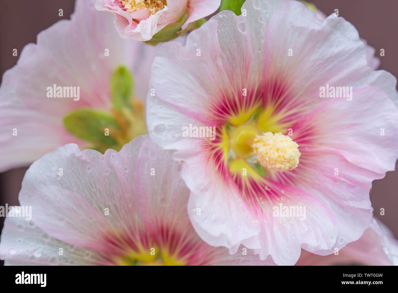 pink color alcea, hollyhock flowers closeup Stock Photo - Alamy