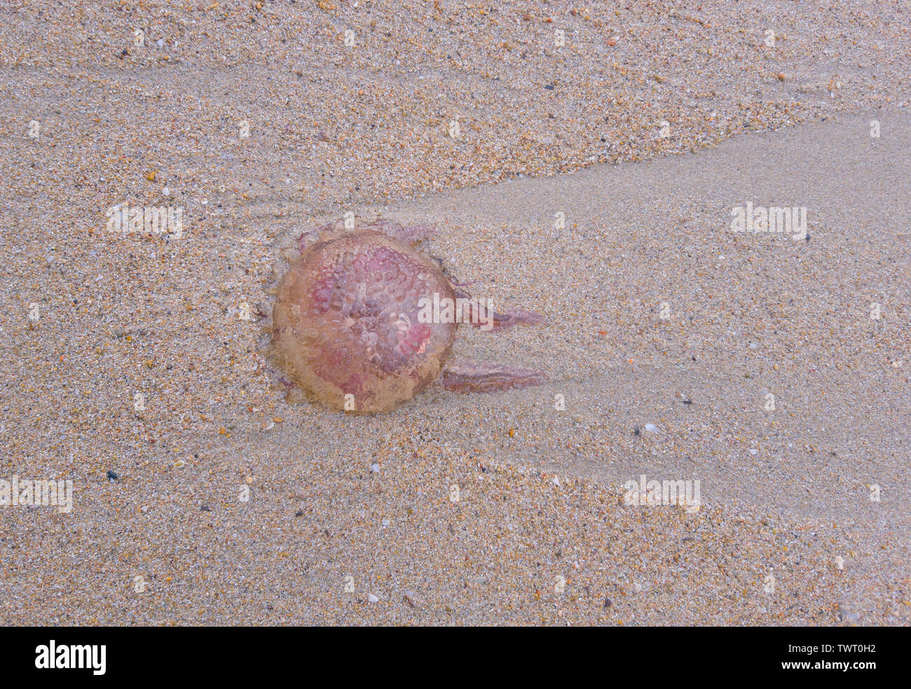 Little jellyfish thrown on the sandy shore by the tide Stock Photo - Alamy