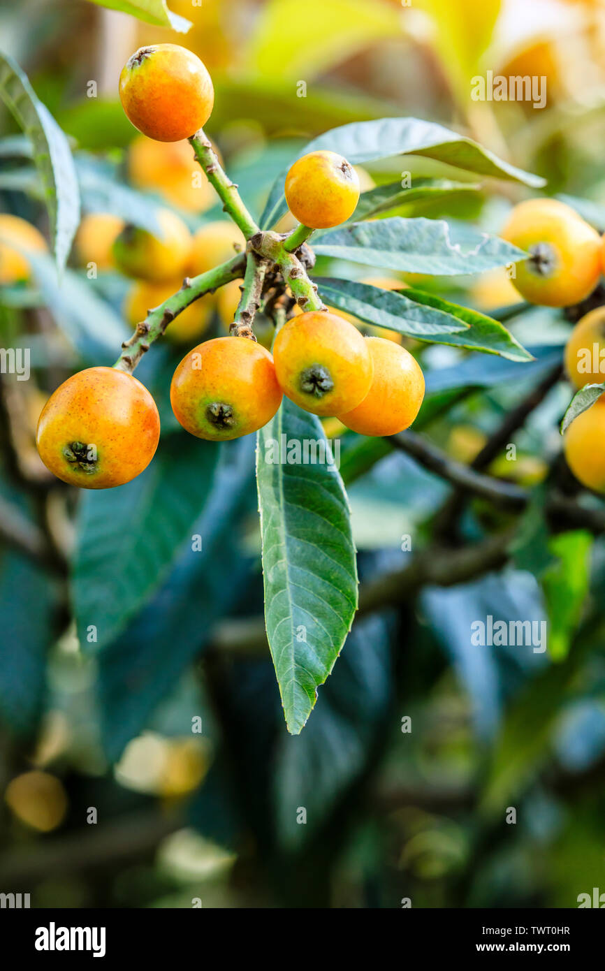 Fruit of loquat hi-res stock photography and images - Alamy