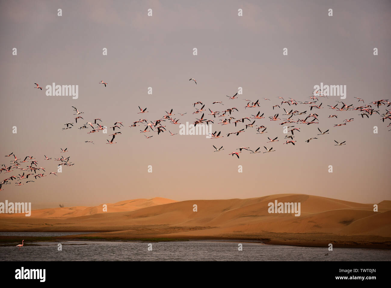 Flamingos in flight near Walvis Bay, Namibia, Africa Stock Photo - Alamy