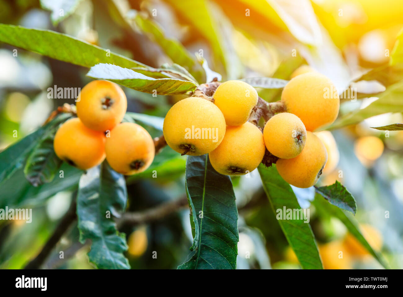 Loquat fruit hi-res stock photography and images - Alamy