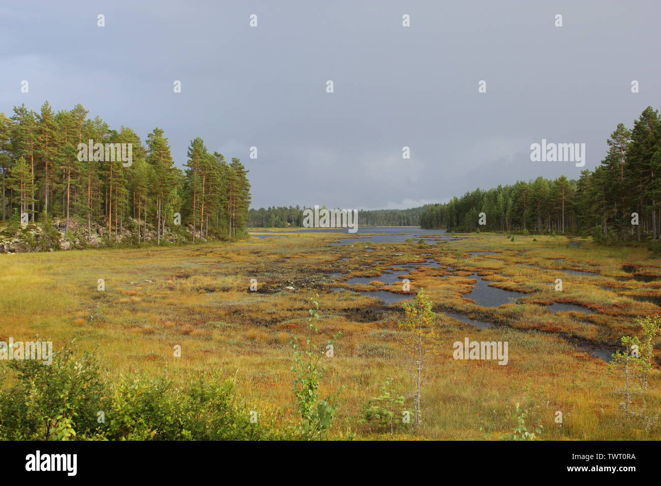 Swedish landscape with lake and wetland Stock Photo - Alamy