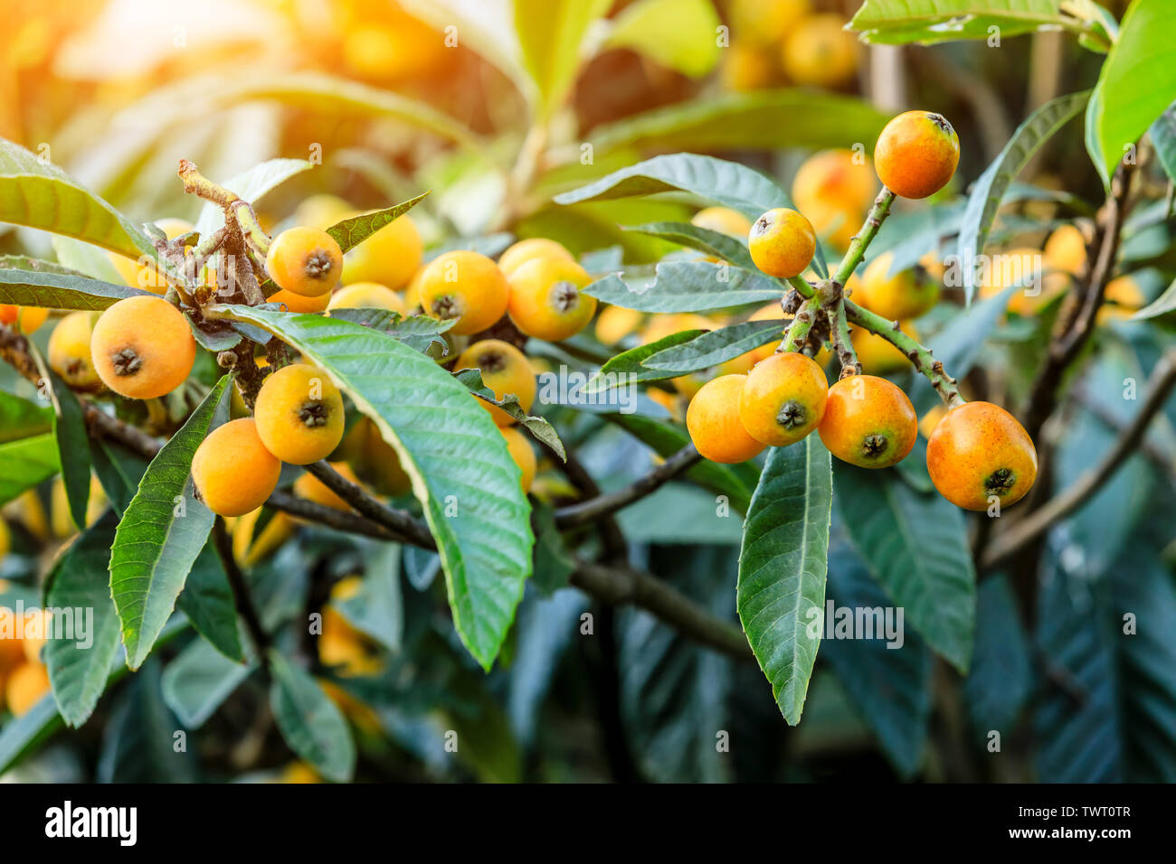 Ripe fruit loquat on tree in the garden Stock Photo - Alamy