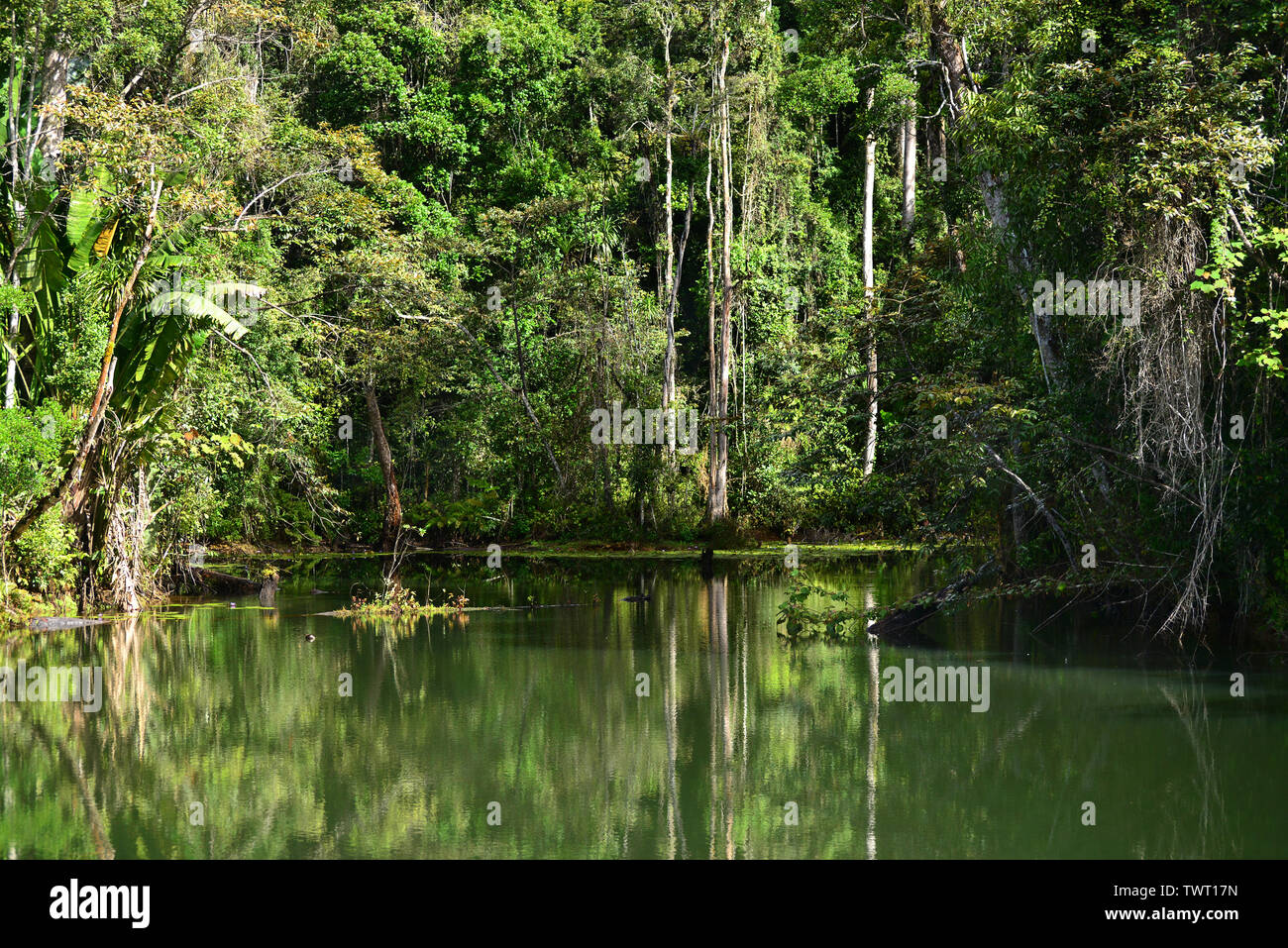 Madagascar rainforest hi-res stock photography and images - Alamy