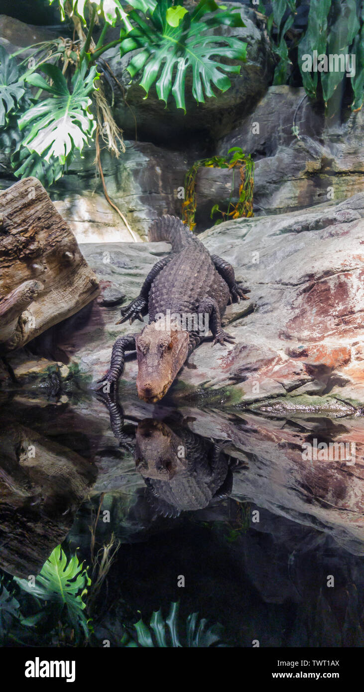 Alligator on rocks hi-res stock photography and images - Alamy