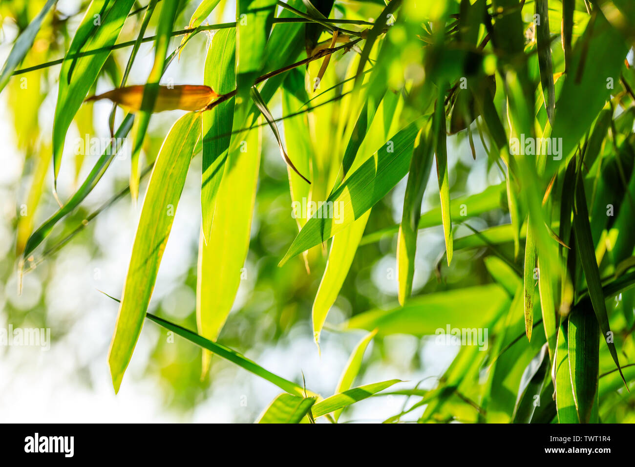 Green bamboo leaves nature background Stock Photo - Alamy