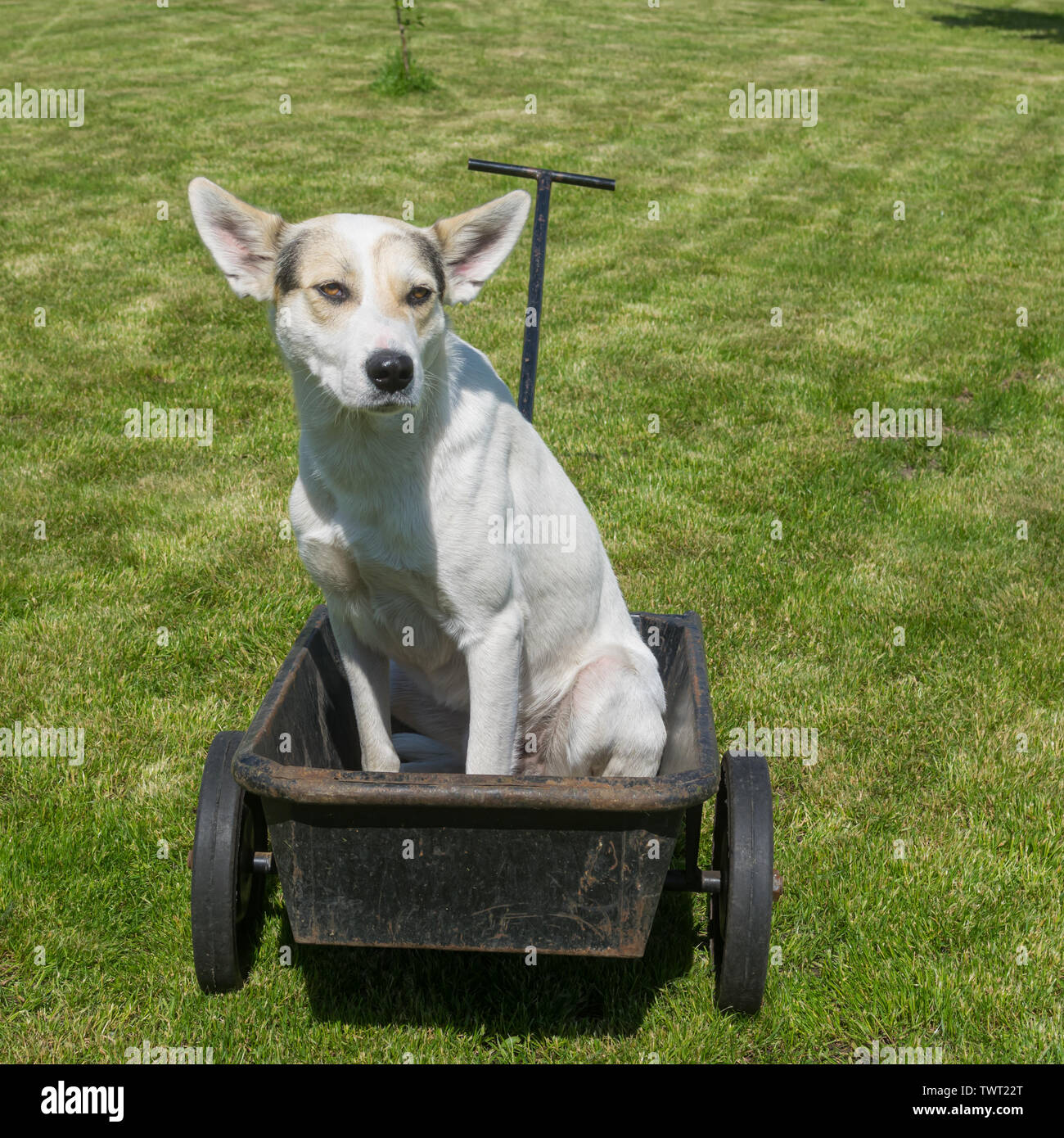 Serious and cautious young mixed breed white dog waiting master would ...
