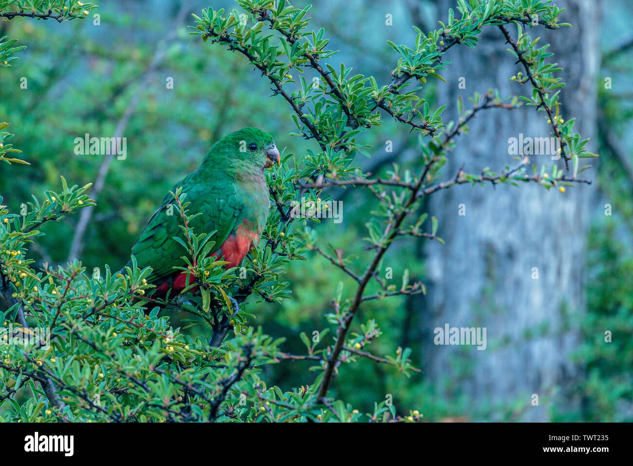 A juvenile Australian King-parrot feeding at Red Hill Nature Reserve ...