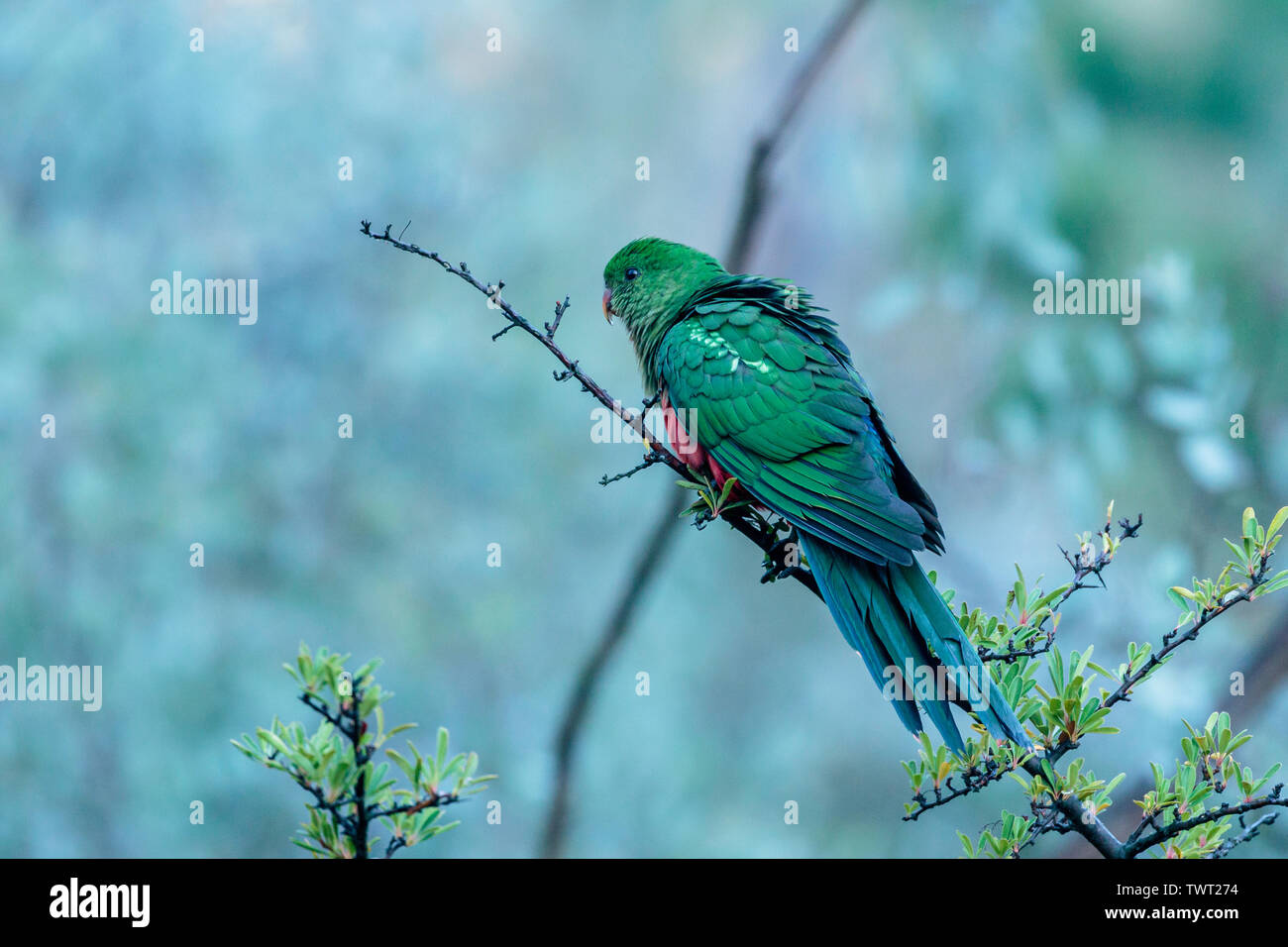 Parrot hill hi-res stock photography and images - Alamy