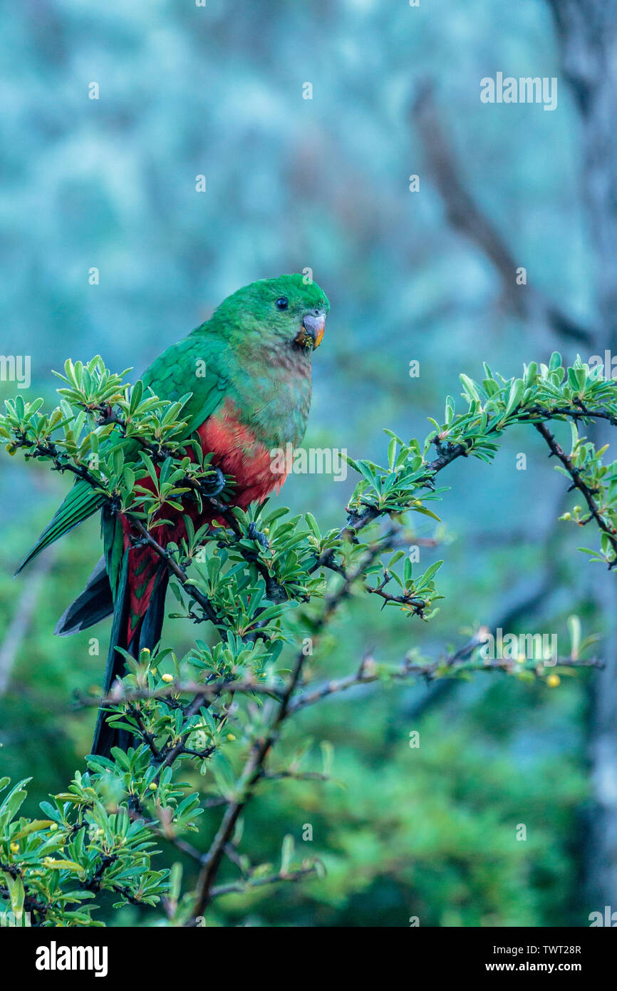 A juvenile Australian King-parrot feeding at Red Hill Nature Reserve ...