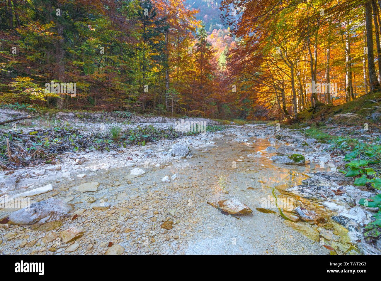 Autumn trees with fall colours reflected on shallow water. Soca river ...