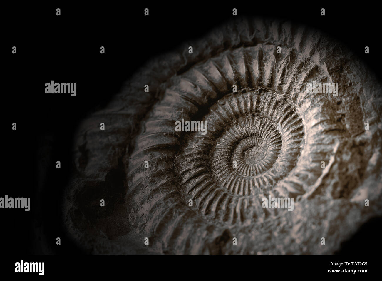 Close-up of an Ammonite fossil preserved in rock, on a black background ...