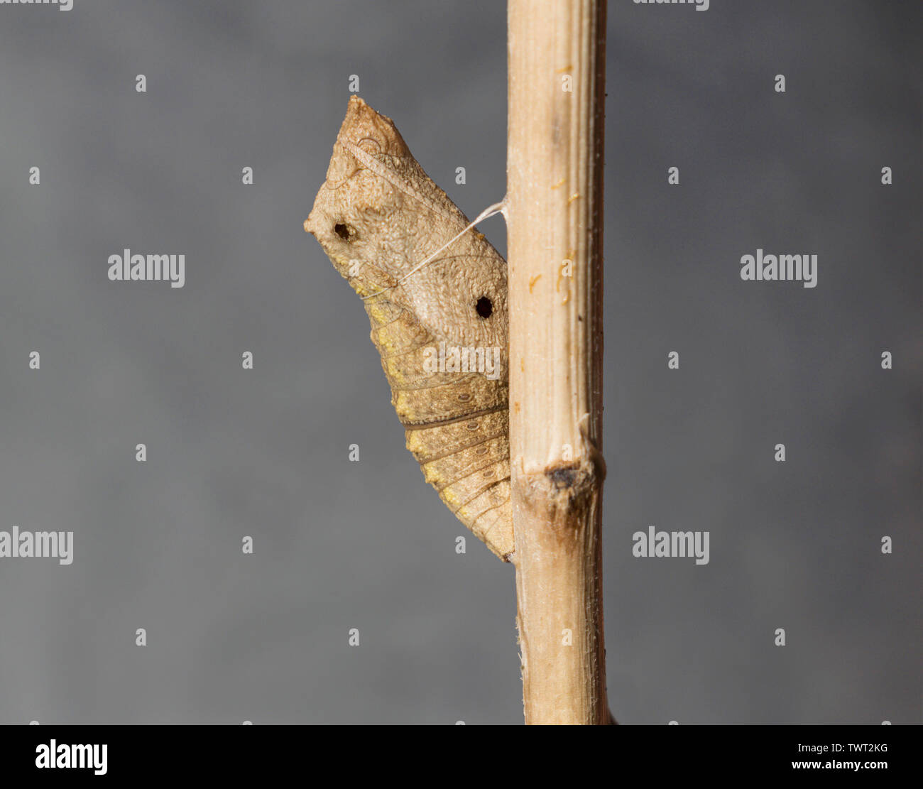 a swallowtail butterfly pupa with two holes made by predator ants on a ...
